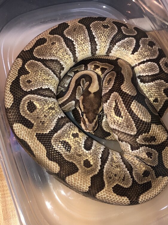 Please help me identify this girl - Ball Pythons - MorphMarket Reptile ...