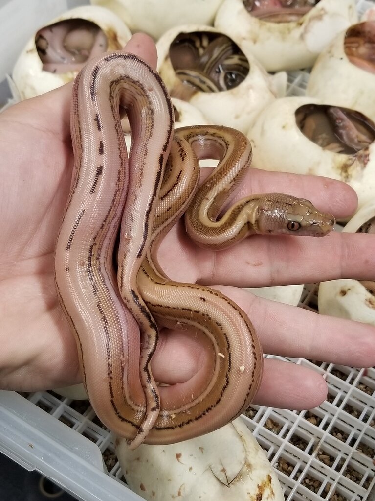 Crazy looking hatchlings - Reticulated Pythons - MorphMarket Reptile Community