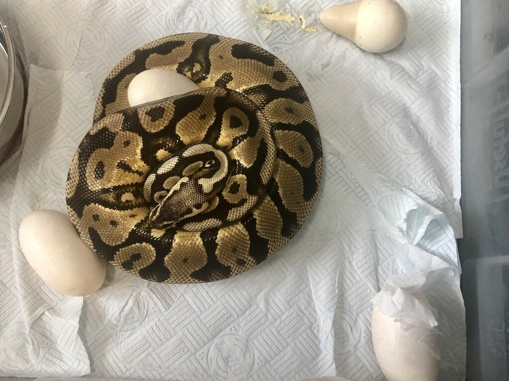 Gravel or Yellow Belly - Ball Pythons - MorphMarket Reptile Community