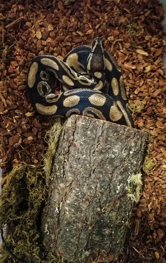 Help I'd mojave or normal? - Ball Pythons - MorphMarket Reptile Community