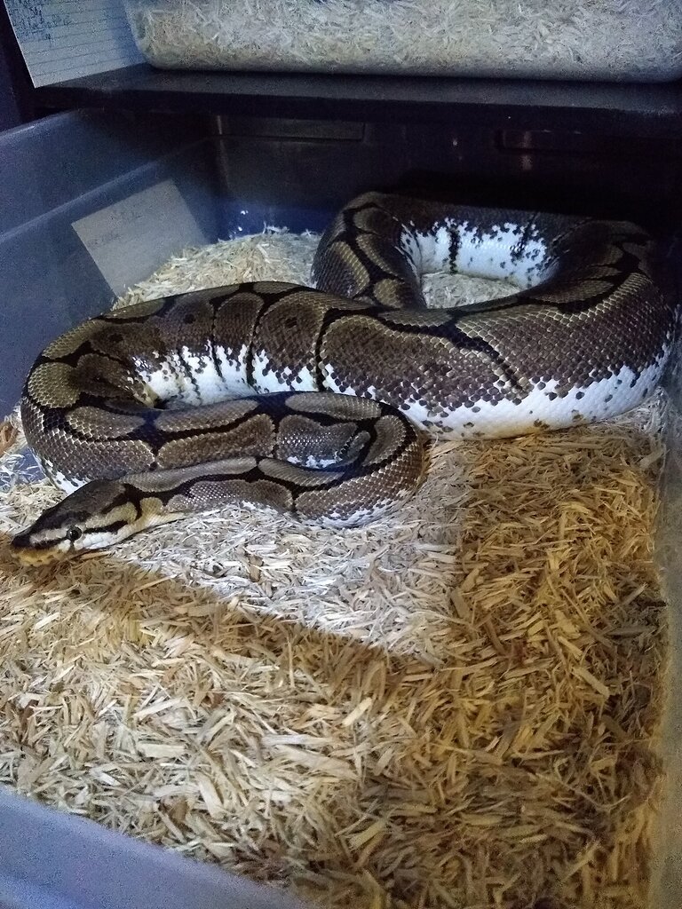 Is she overweight or just big gravid? Or both? - Ball Pythons ...
