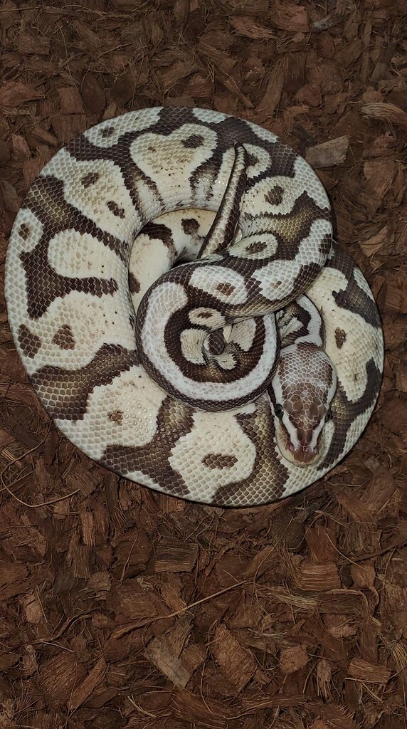 Any cypress in there? - Ball Pythons - MorphMarket Reptile Community