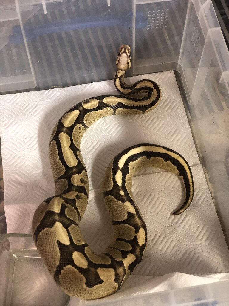 Super Vanilla Female - Ball Pythons - MorphMarket Reptile Community