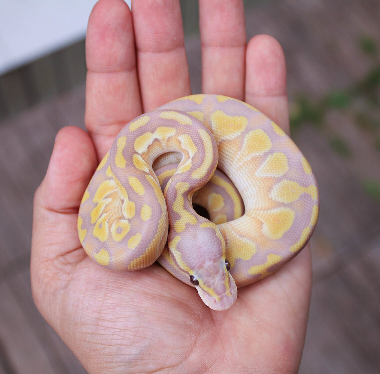 Ultramel... What a magic morph! - Ball Pythons - MorphMarket Reptile ...