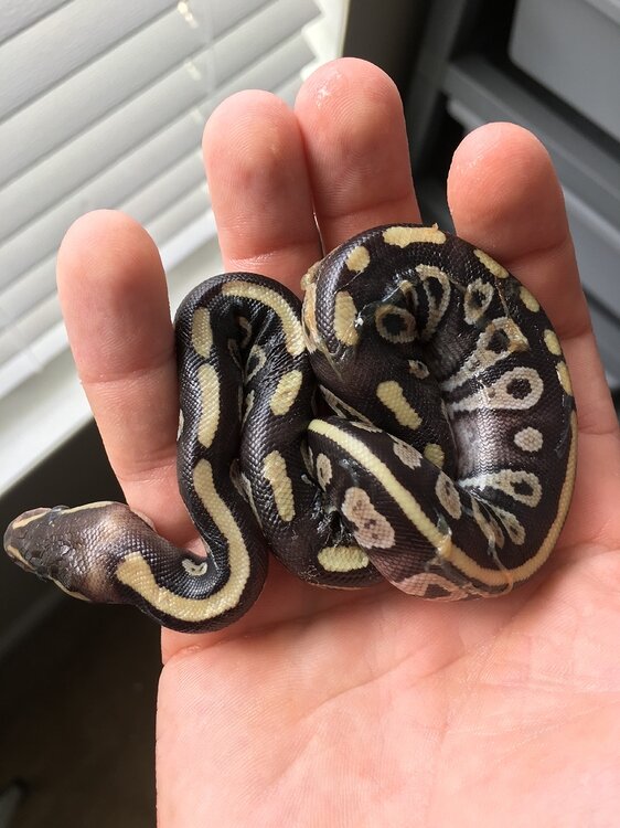 Chocolate Morph & Projects! - Ball Pythons - MorphMarket Reptile Community
