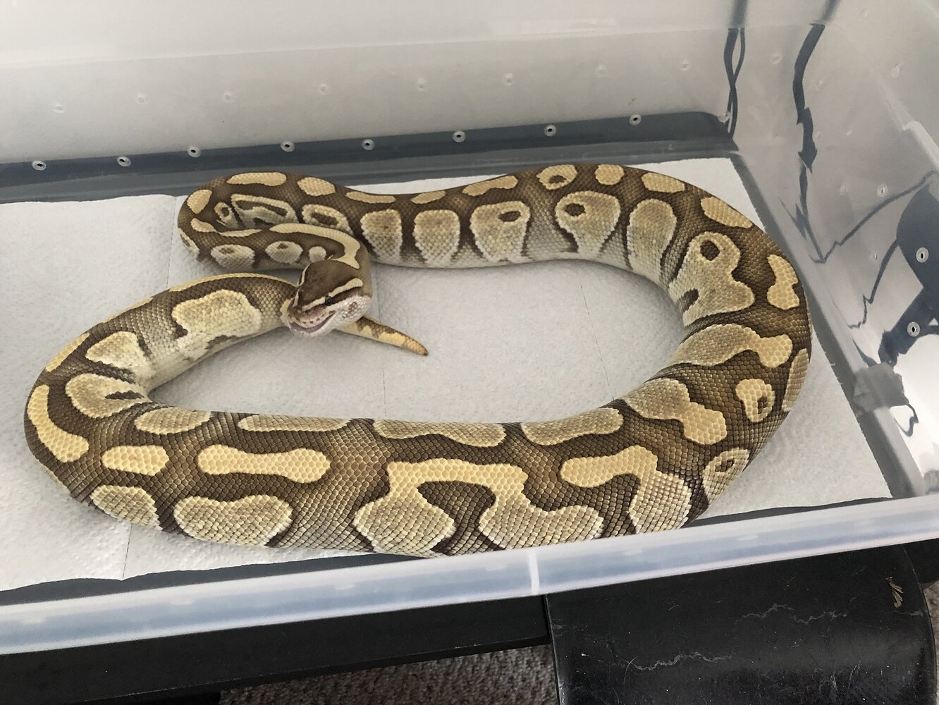 Mandibular Abscess in Ball Python - Ball Pythons - MorphMarket Reptile ...