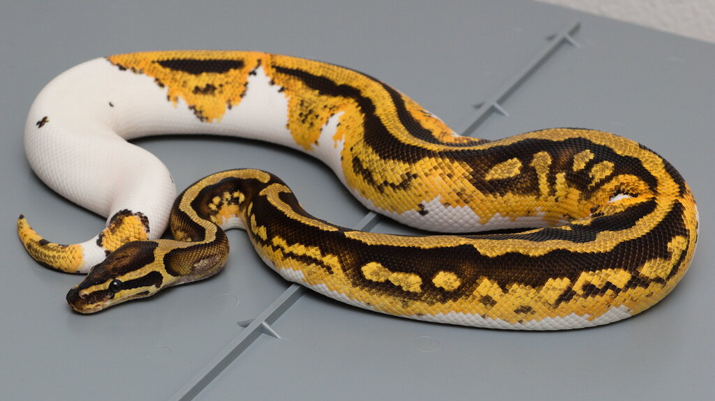 2019 YB Pied Het Lavender - Ball Pythons - MorphMarket Reptile Community