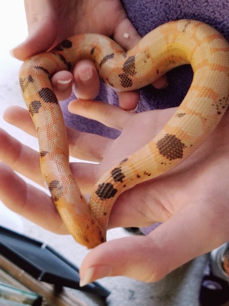 Chonky Sand Boy - Sand Boas - MorphMarket Reptile Community