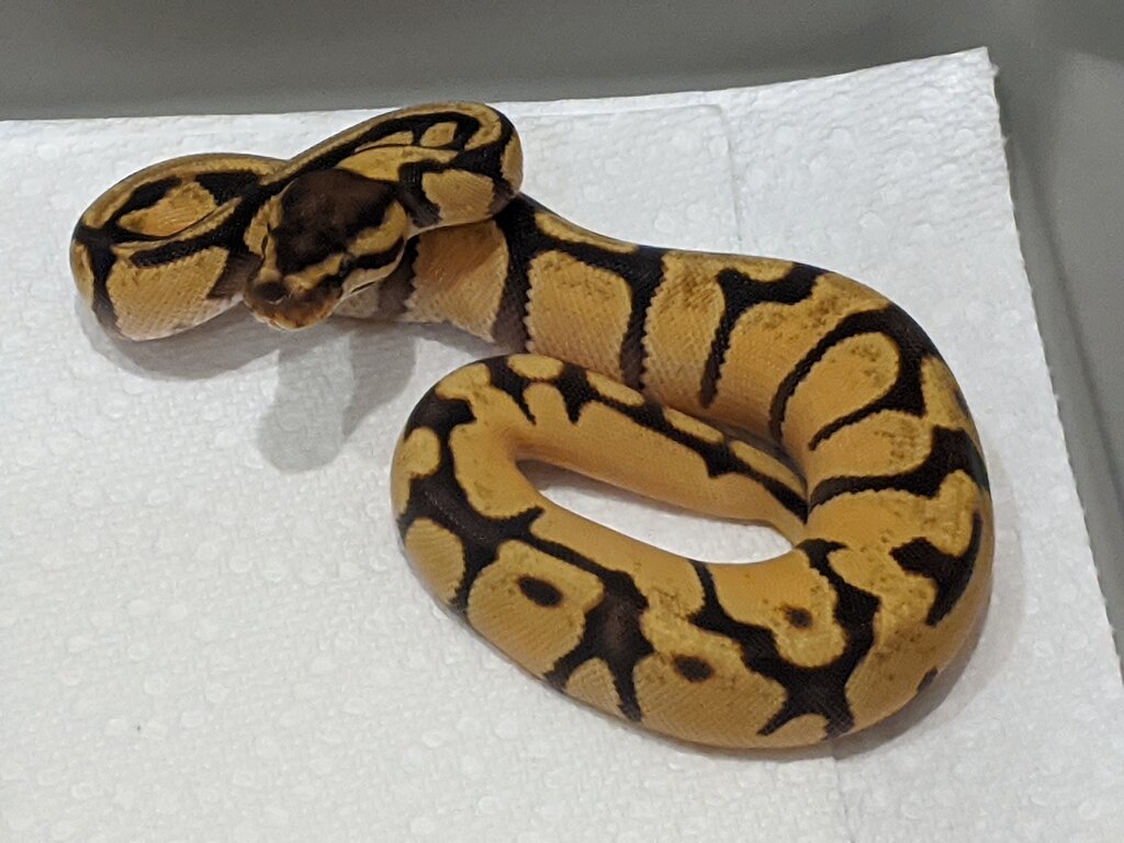 2020 season short but sweet🤘 - Ball Pythons - MorphMarket Reptile Community