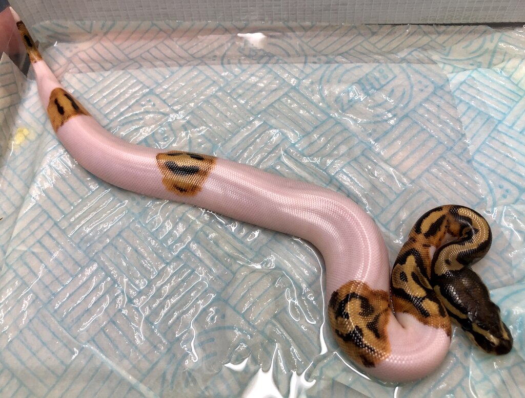 Project Pieds - Ball Pythons - MorphMarket Reptile Community