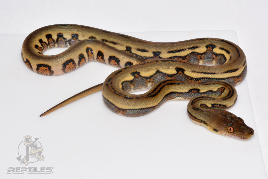 Bright, Post-Shed, Hatchlings! - Reticulated Pythons - MorphMarket ...