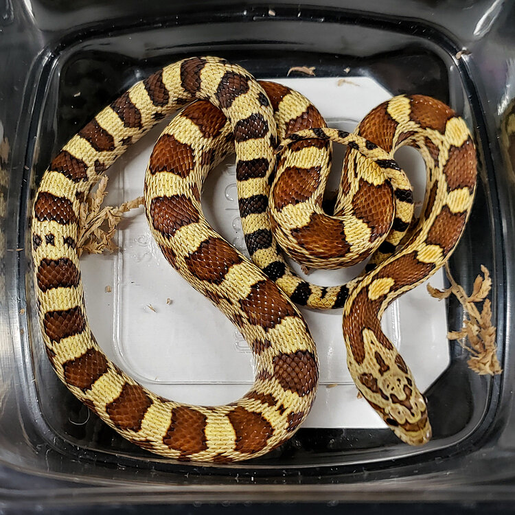 Sonoran gopher snake x corn snake hybrids - Corn Snakes - MorphMarket ...