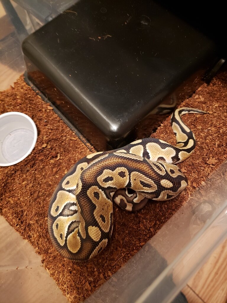 Butter or Normal - Ball Pythons - MorphMarket Reptile Community