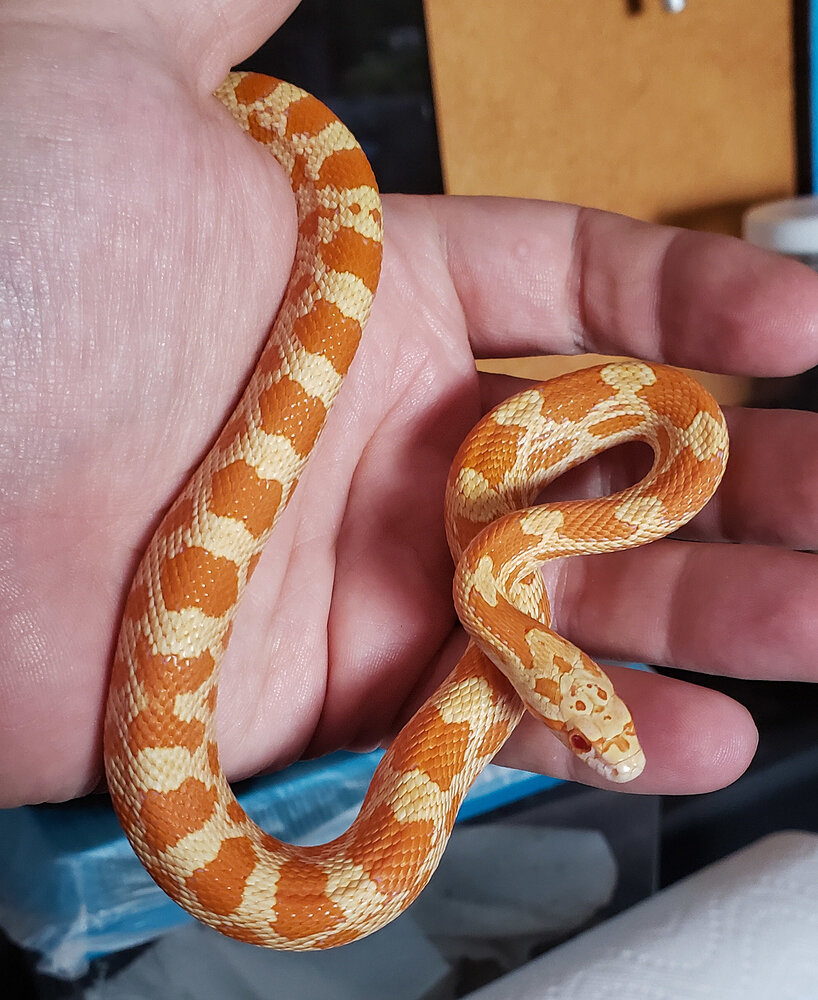 Sonoran gopher snake x corn snake hybrids - Corn Snakes - MorphMarket ...