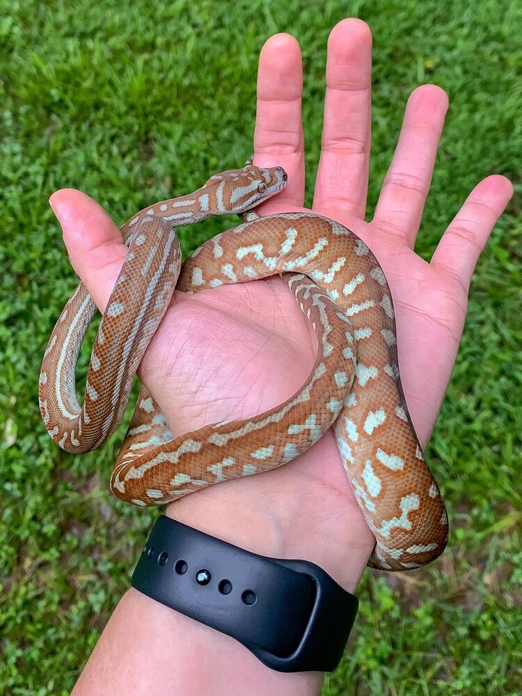 Oz the bredli - Carpet Pythons - MorphMarket Reptile Community