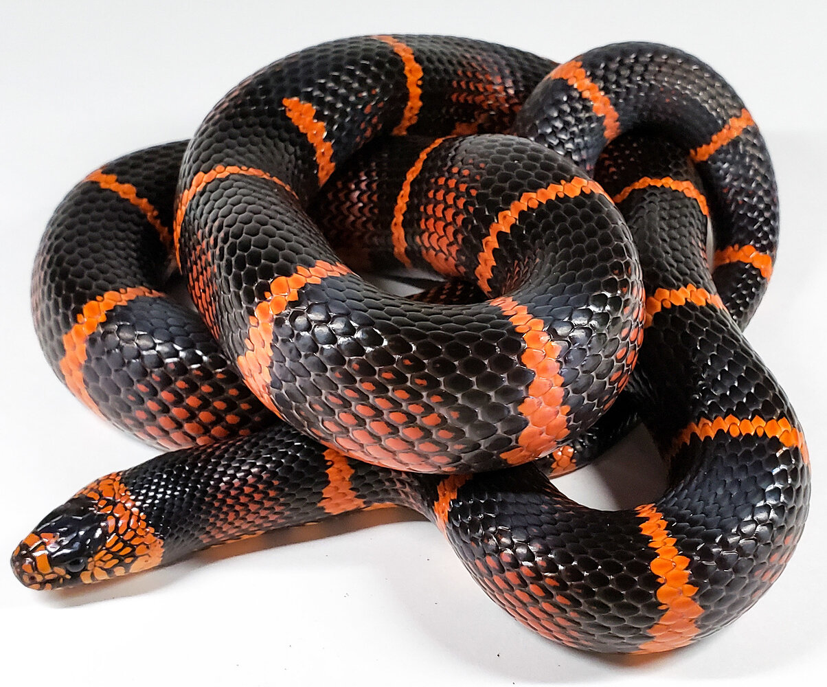 My hybrid collection - #17 by thebeardedherper - Corn Snakes ...
