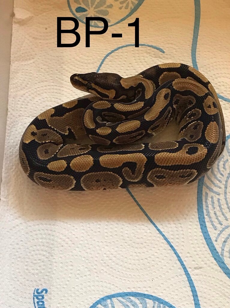 Help indentify first ever ball python babies! - Ball Pythons ...
