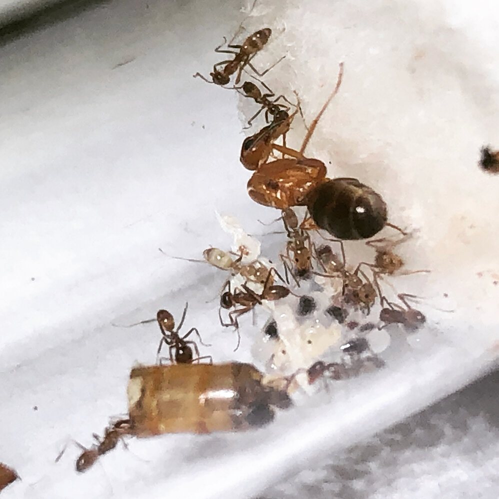 Big head ants finally show up - Other Invertebrates - MorphMarket ...