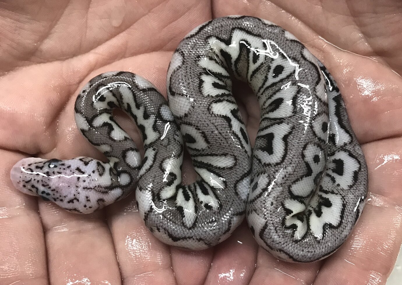 A few Babies hatching here. ;) - Ball Pythons - MorphMarket Reptile ...