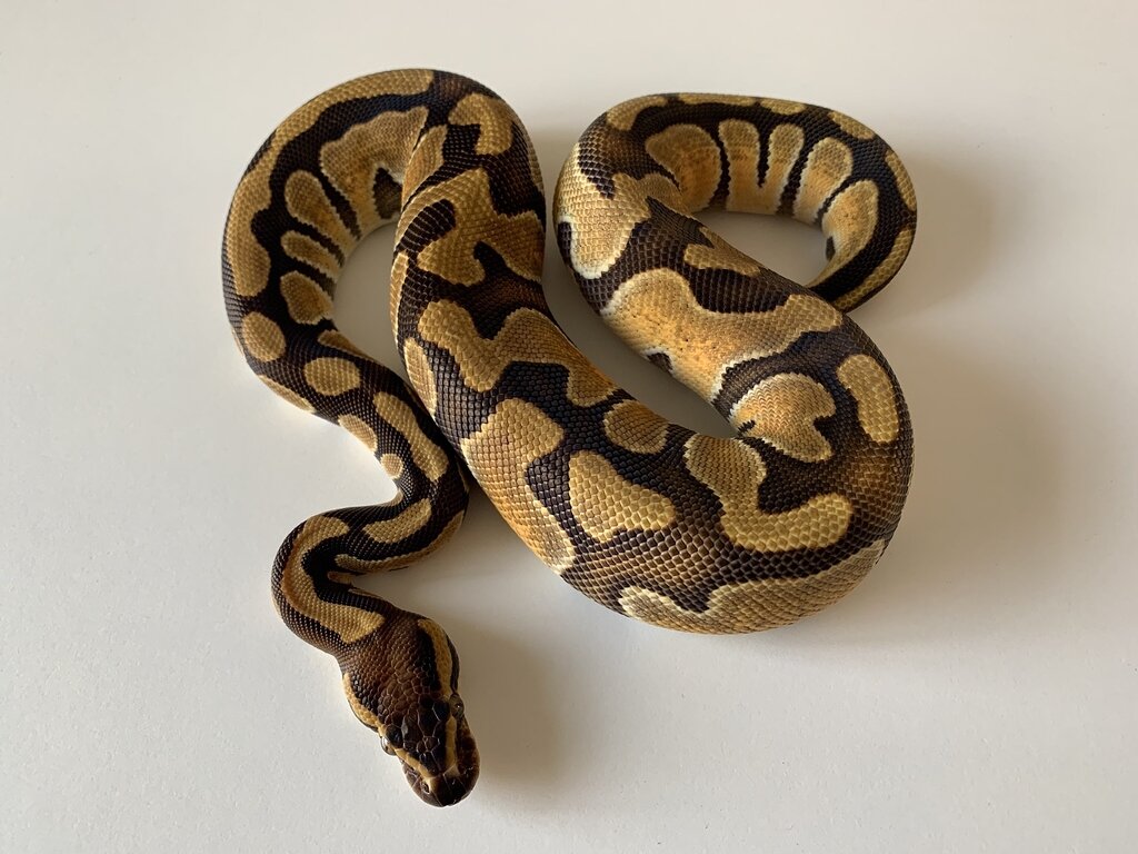 Enchi Cypress? - Ball Pythons - MorphMarket Reptile Community