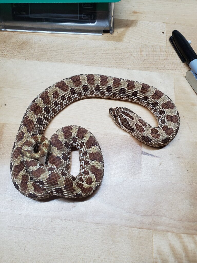 Odd hognose dark normal or morph? - Hognose Snakes - MorphMarket ...