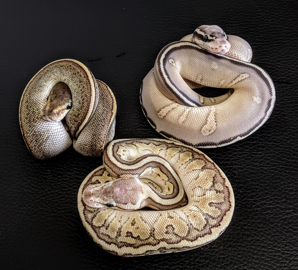 Stranger gene morph and designer Combos - Ball Pythons - MorphMarket ...