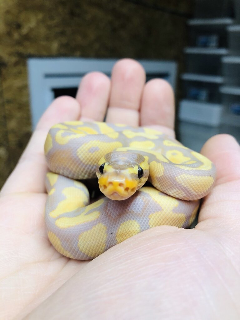 2019 Banana Yellowbelly - Ball Pythons - MorphMarket Reptile Community