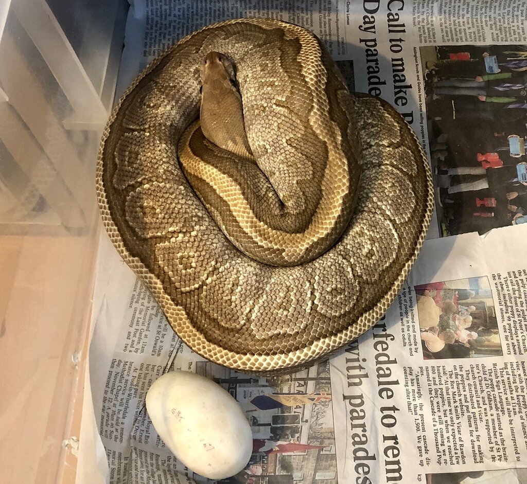 Microscale eggs 🤞 - Ball Pythons - MorphMarket Reptile Community