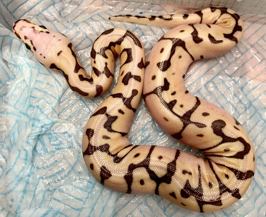 UKs 1st SCALELESS SUPER MICROSCALE & Clutch mates - Ball Pythons ...