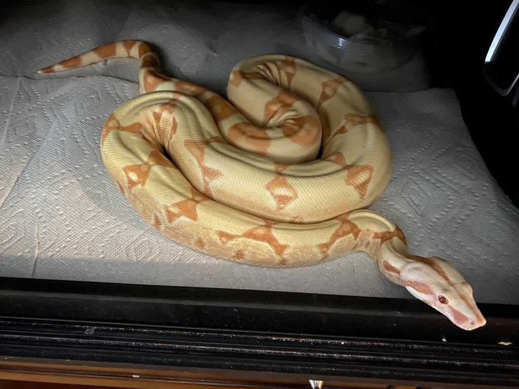 Lipstick Sunglow Jungle - Boa Constrictors - MorphMarket Reptile Community
