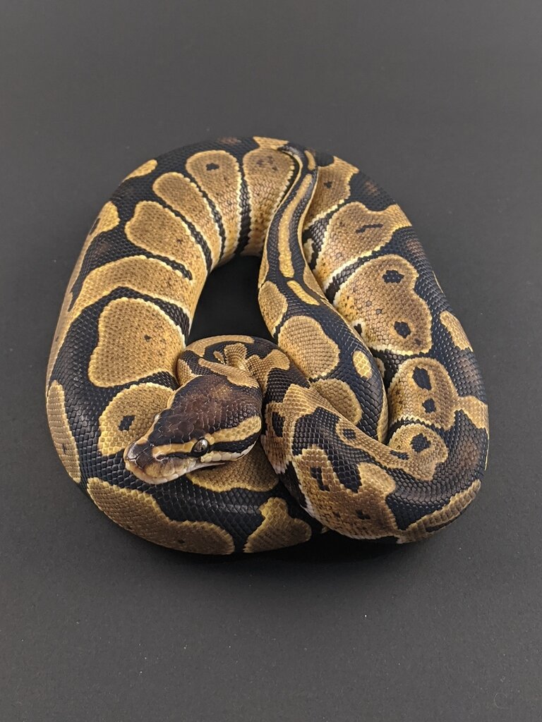 African imports ball pythons - Ball Pythons - MorphMarket Reptile Community
