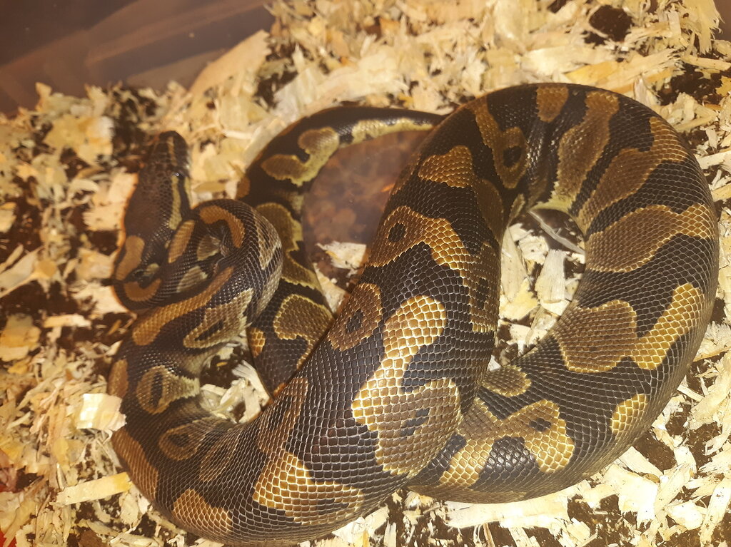 Woma or just a cool normal - Ball Pythons - MorphMarket Reptile Community