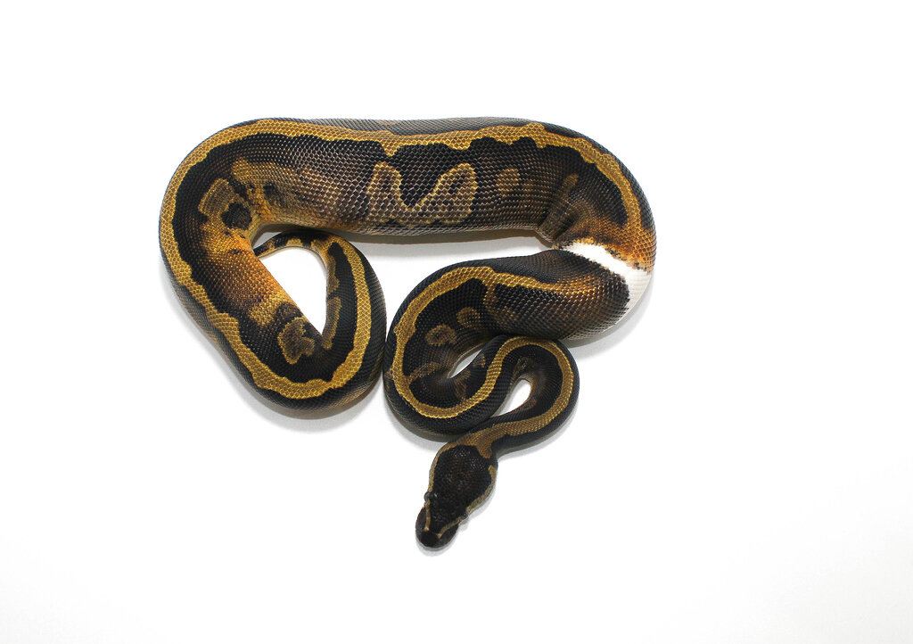 Show us your Pied stuff! - Ball Pythons - MorphMarket Reptile Community