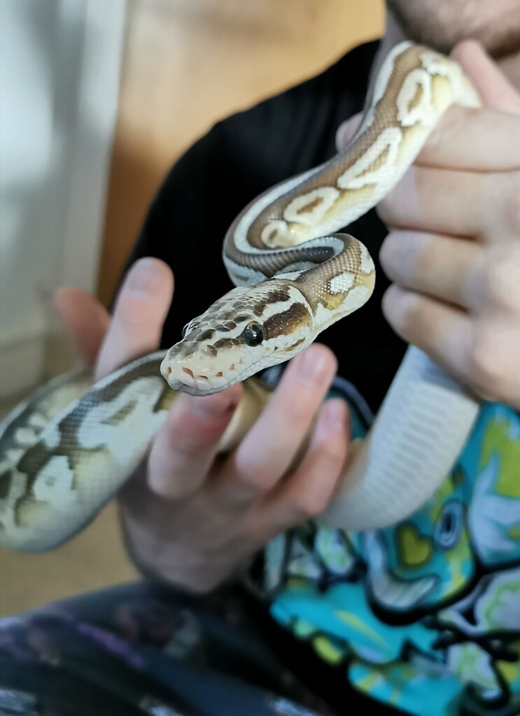 Potential Identification? - Ball Pythons - MorphMarket Reptile Community