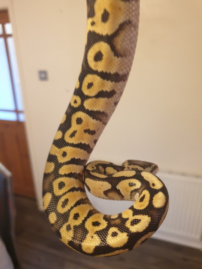 Advice of identifying morph - Ball Pythons - MorphMarket Reptile Community