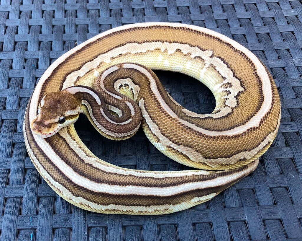 Horizon OD Leopard Lesser shed out - Ball Pythons - MorphMarket Reptile ...