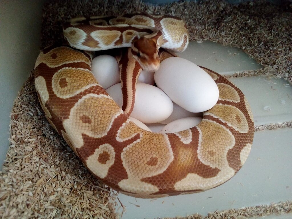 The Hurricane season ends - Ball Pythons - MorphMarket Reptile Community