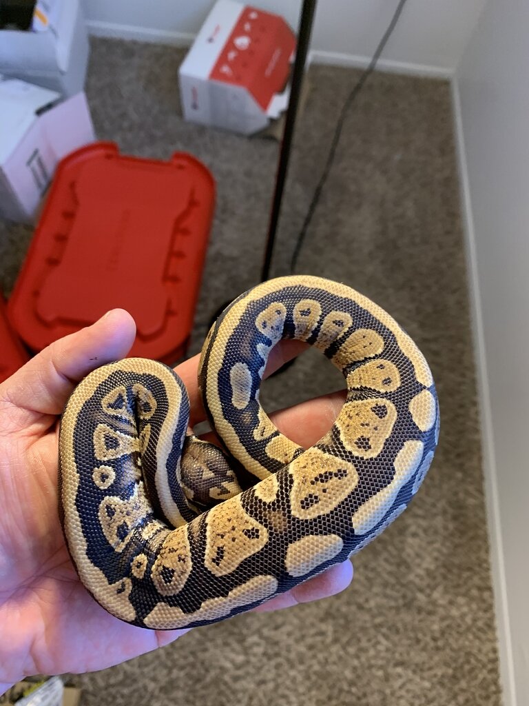 Normal or? What. Thanks - Ball Pythons - MorphMarket Reptile Community