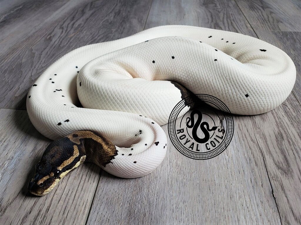 (Orange) Dreams Do Come True! Dalmatian Pied Offspring! - Ball Pythons ...