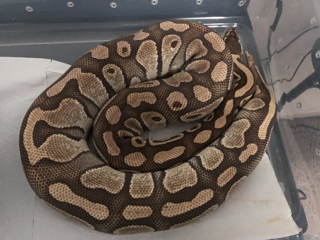 Hello from The Royal Nest! - Introductions - MorphMarket Reptile Community