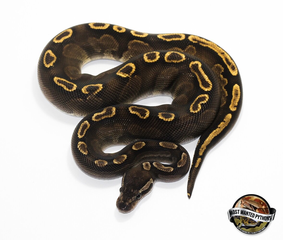 Welcome to the dark side! Show your dark morphs! - Ball Pythons ...