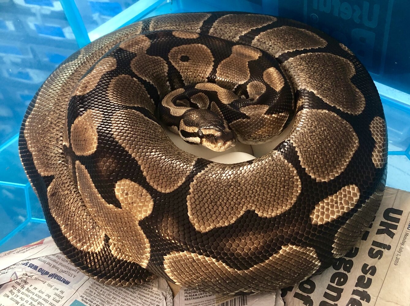 9 Big Beautiful Eggs - Ball Pythons - MorphMarket Reptile Community