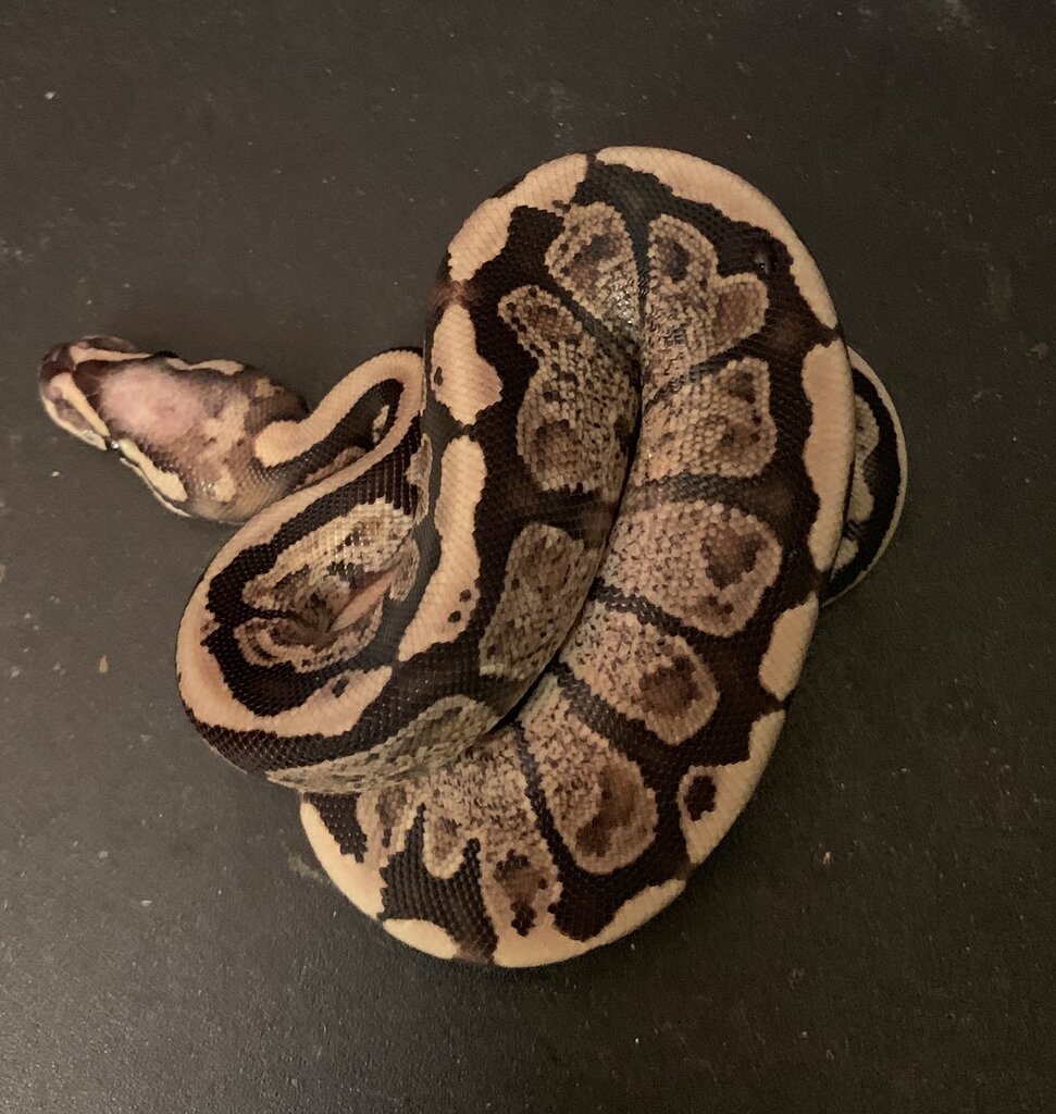 Super sable vanilla x Super vanilla pastel clutch - Ball Pythons ...