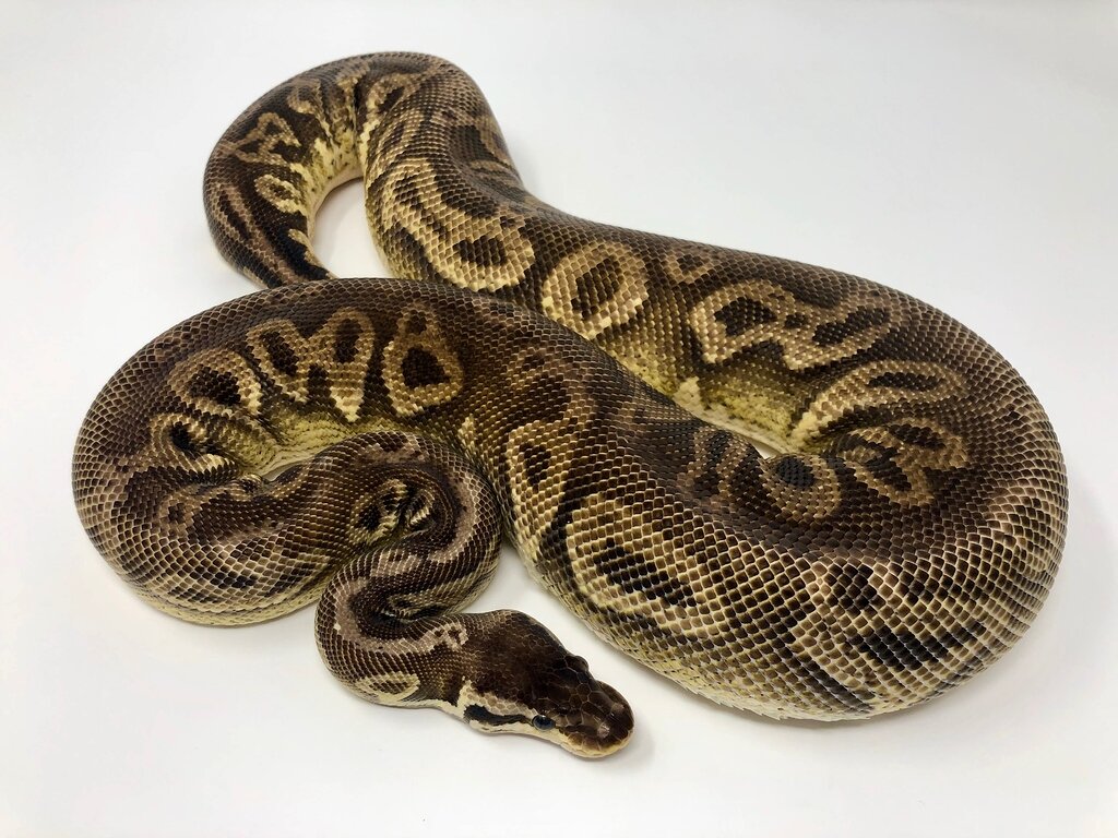Help with morph ID - Ball Pythons - MorphMarket Reptile Community