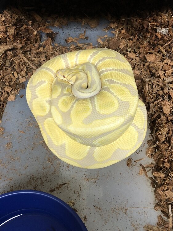 Rainbow Albino Ball Python? - Ball Pythons - MorphMarket Reptile Community