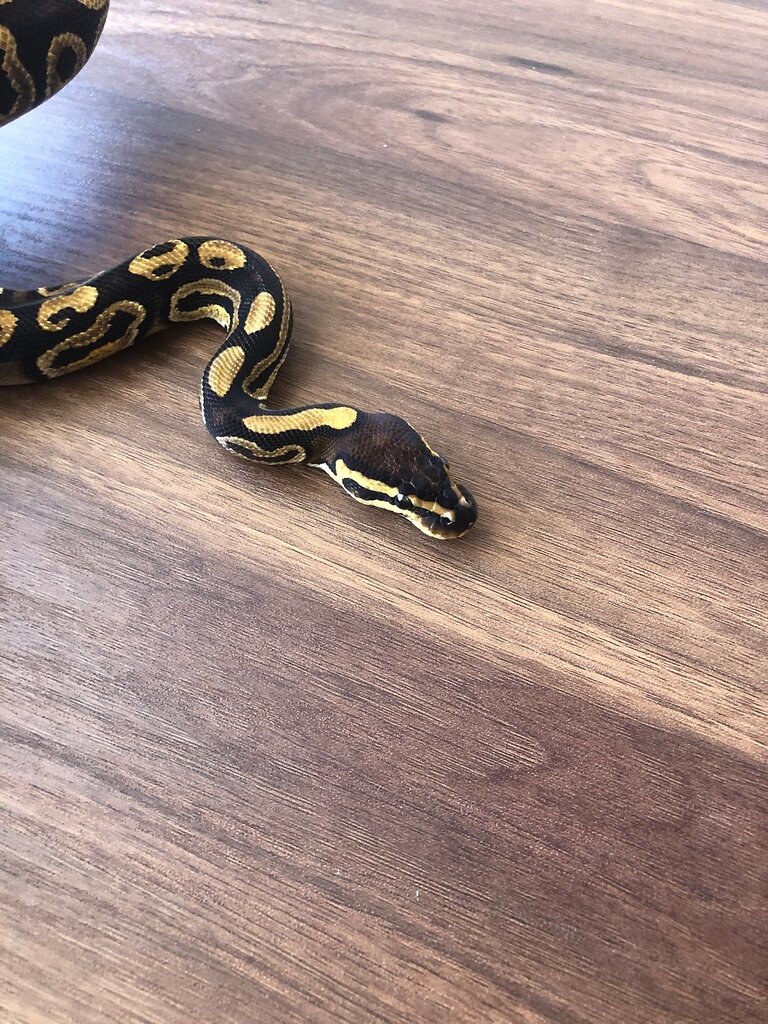 Bright normal? - Ball Pythons - MorphMarket Reptile Community