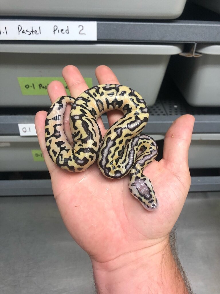 Vanilla Pastel Puzzle! - Ball Pythons - MorphMarket Reptile Community