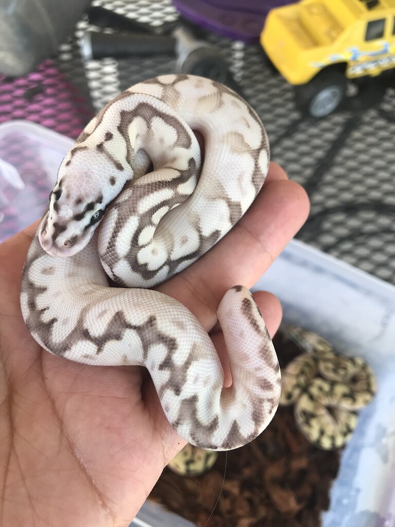 Killer Queen and queen bee? - Ball Pythons - MorphMarket Reptile Community