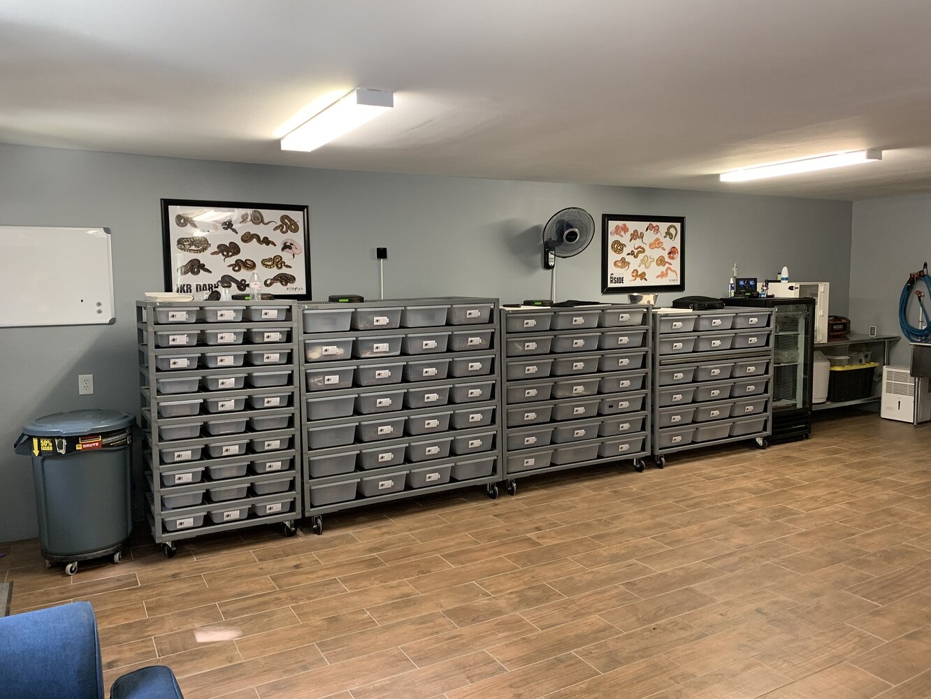 Let's see your snake rooms - Enclosures & Setups - MorphMarket Reptile ...