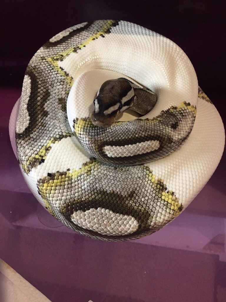 Mom & daughter - Ball Pythons - MorphMarket Reptile Community